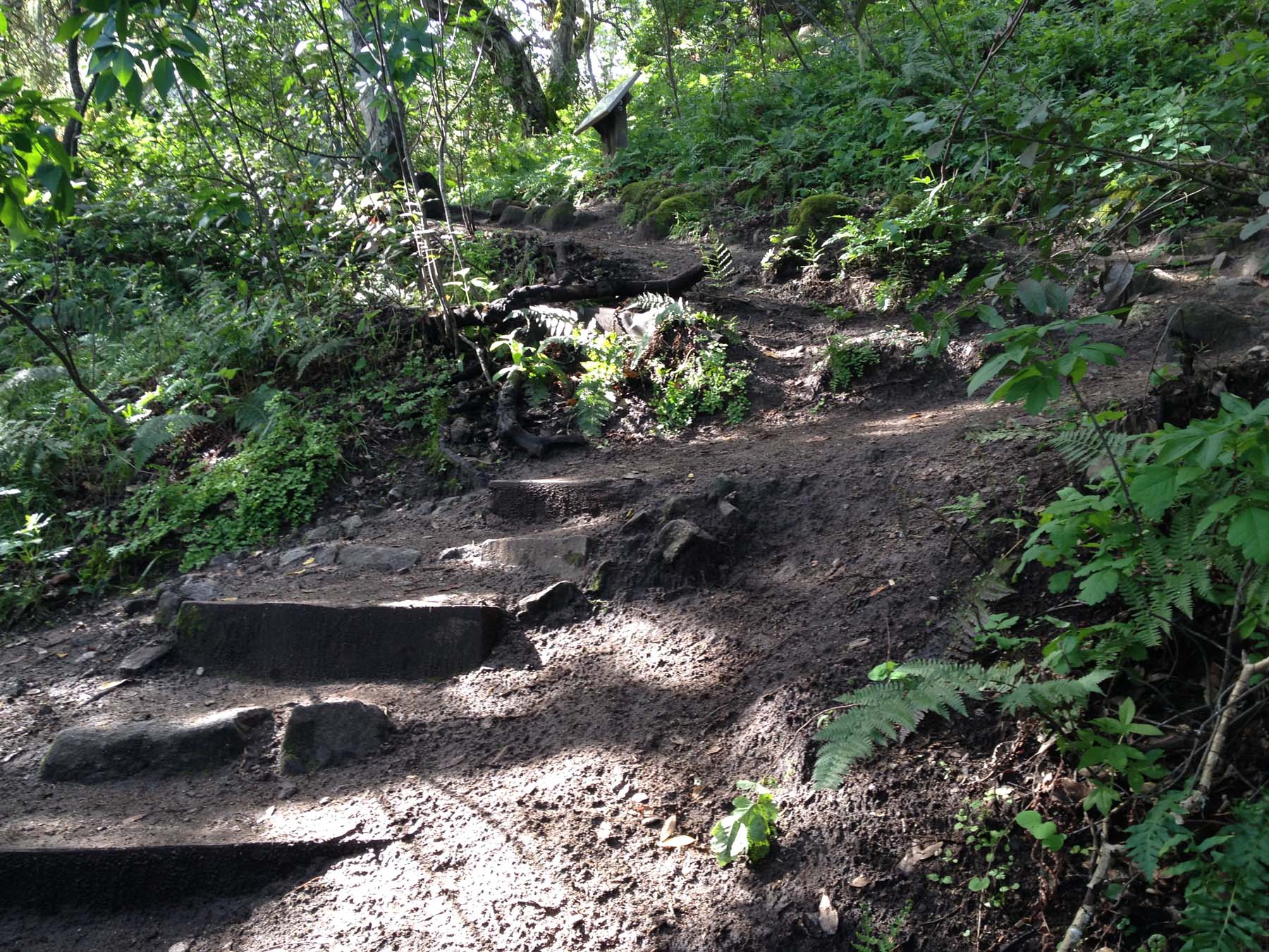 Buckeye Nature Trail - Garland Ranch (Carmel Valley) - Hike Monterey
