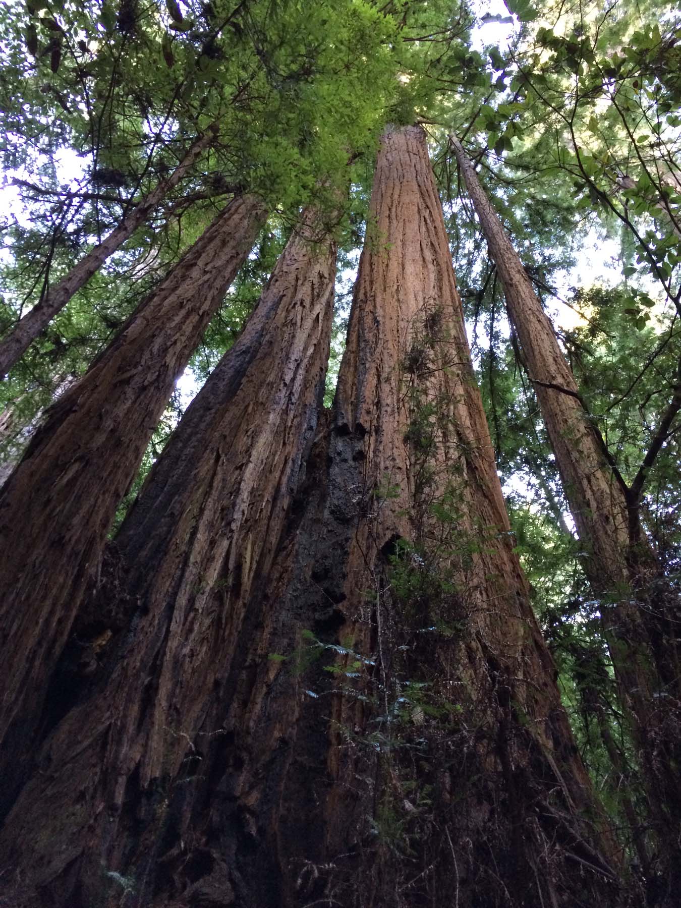 Portola Redwoods State Park (San Mateo County) - Hike Monterey