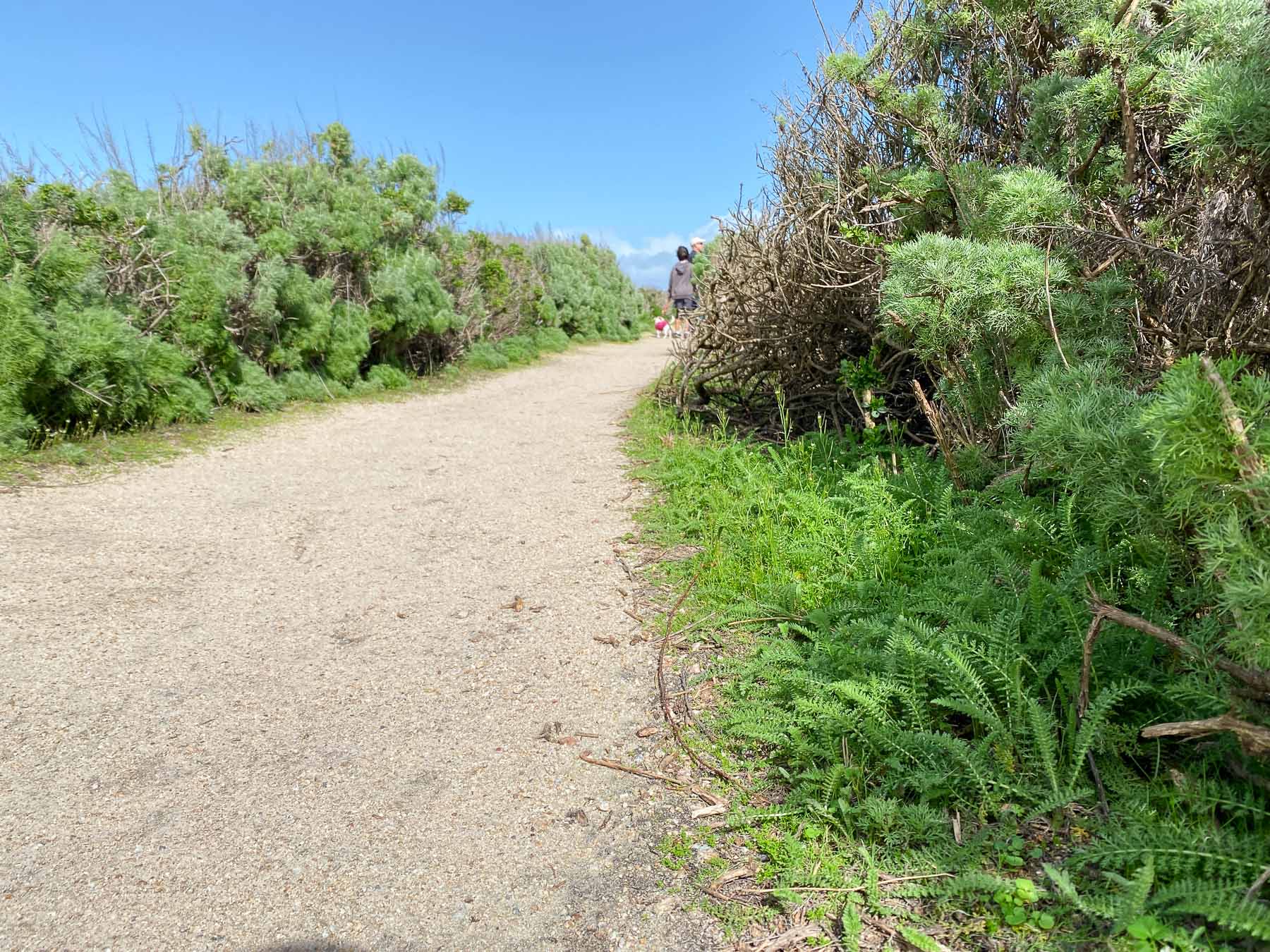 Bird Rock to Indian Village (Pebble Beach) - Hike Monterey