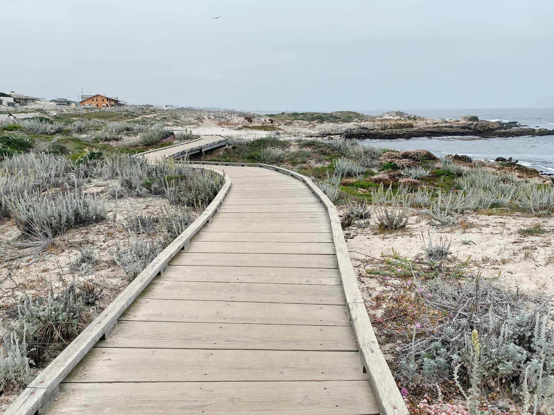 Asilomar Beach and Coast Trail (Pacific Grove) - Hike Monterey